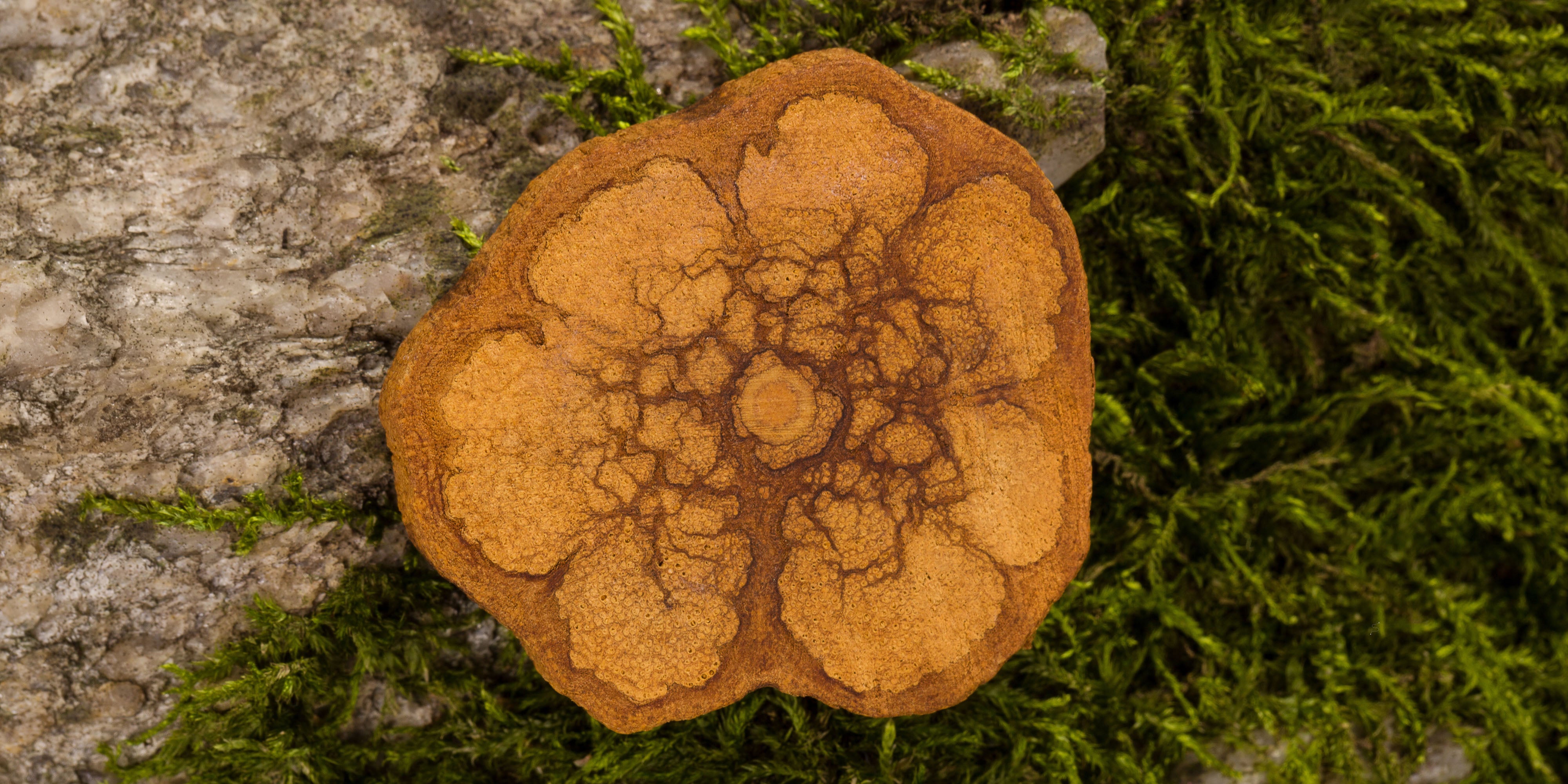 A Plant Journey with Ayahuasca Ceremonial Plant Essence | Shamans Market