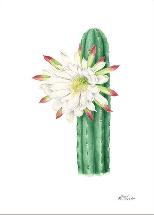 San Pedro: The Sacred Andean Cactus | Shamans Market