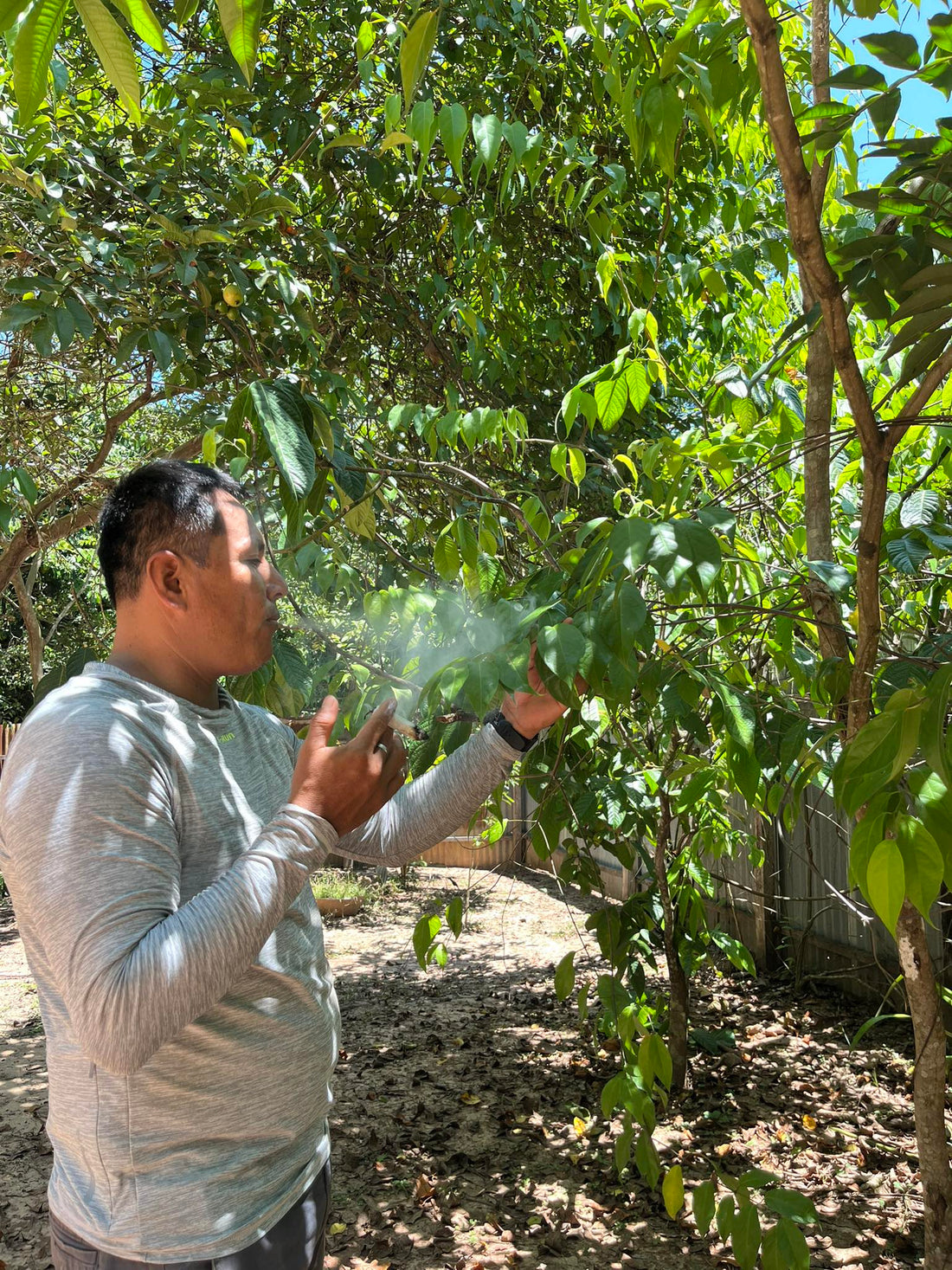 Ceremonial Plant Essence: Ayahuasca | sf3 | Shamans Market