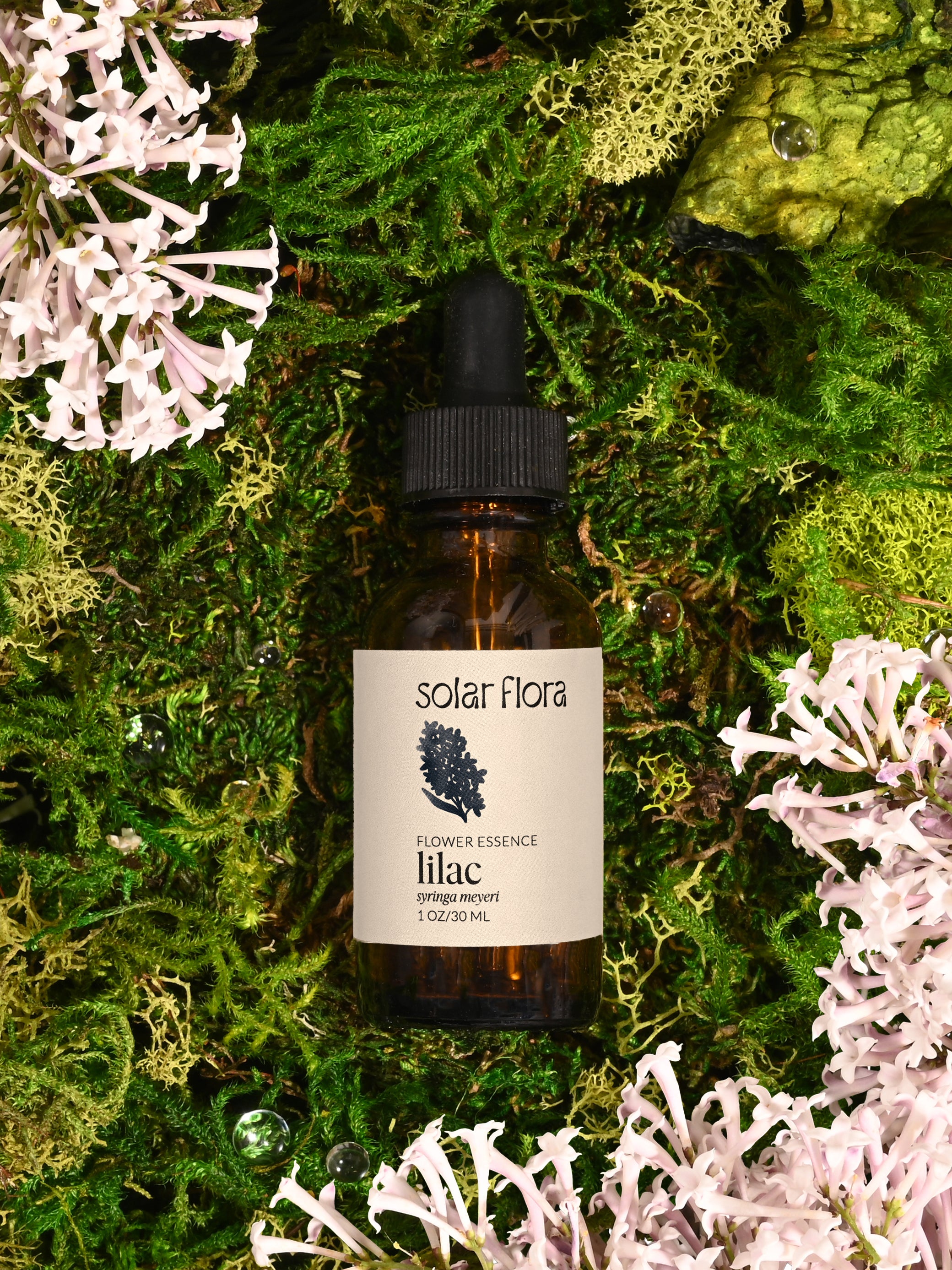 Flower Essence: Lilac | sf14 | Shamans Market