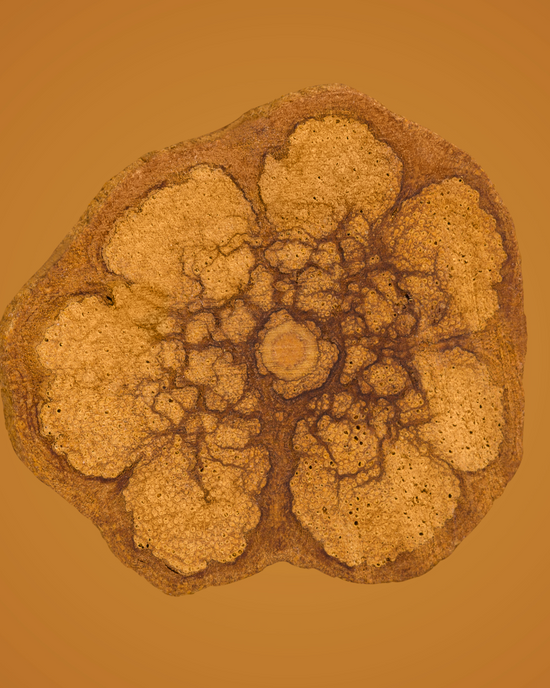 Ceremonial Plant Essence Bundle | sf100 | Shamans Market