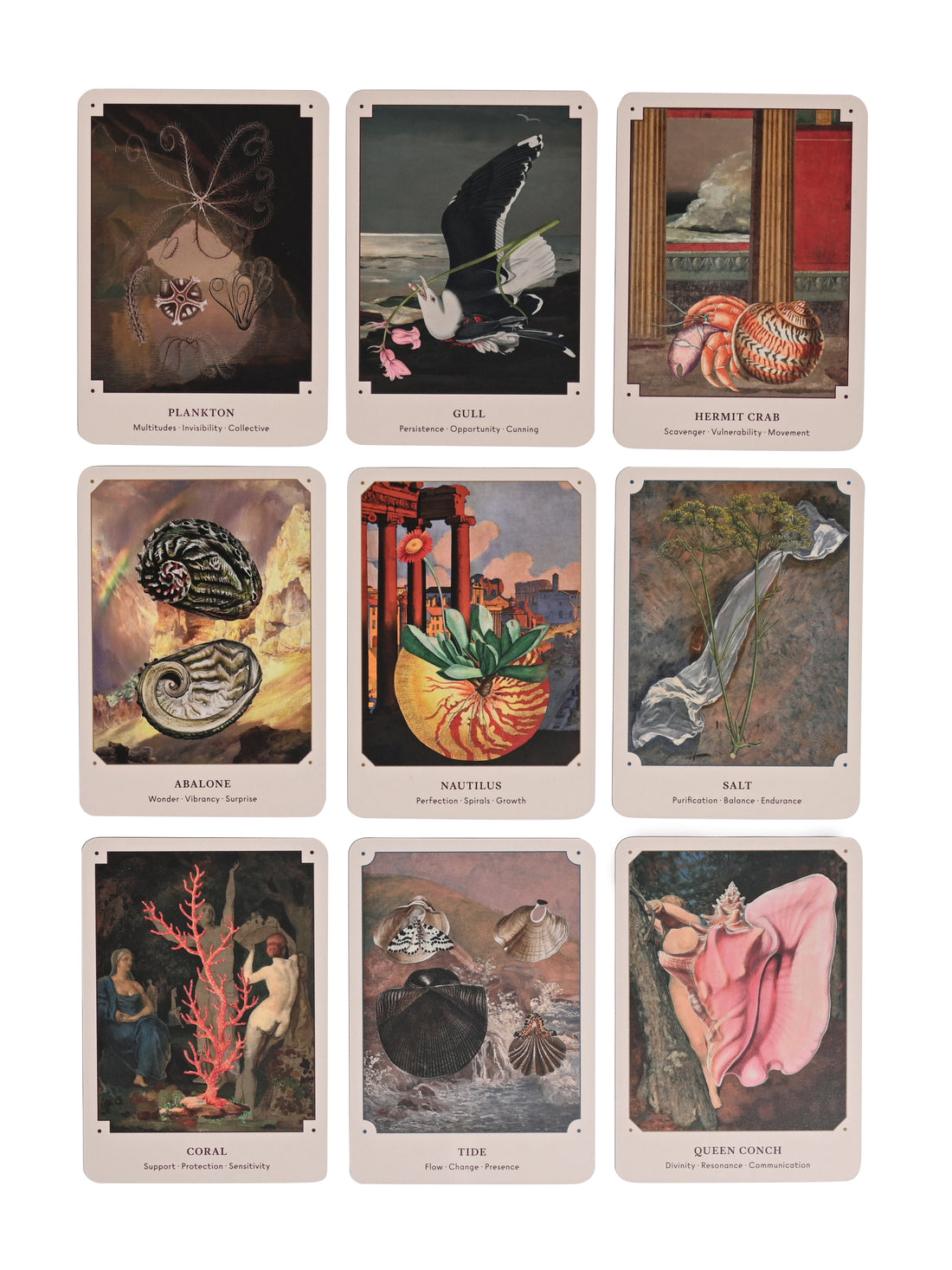 The Seashell Oracle : 44 Card Deck & Guidebook | dc08 | Shamans Market