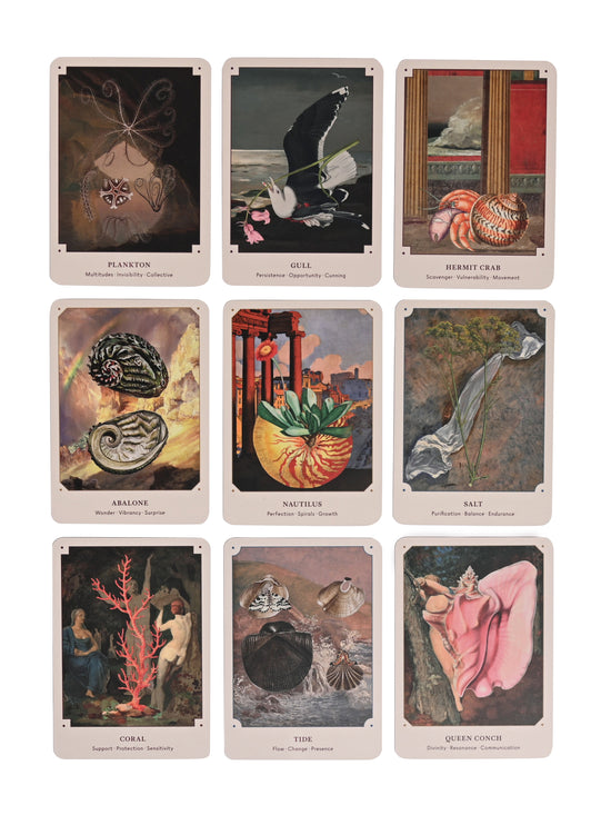 The Seashell Oracle : 44 Card Deck & Guidebook | dc08 | Shamans Market