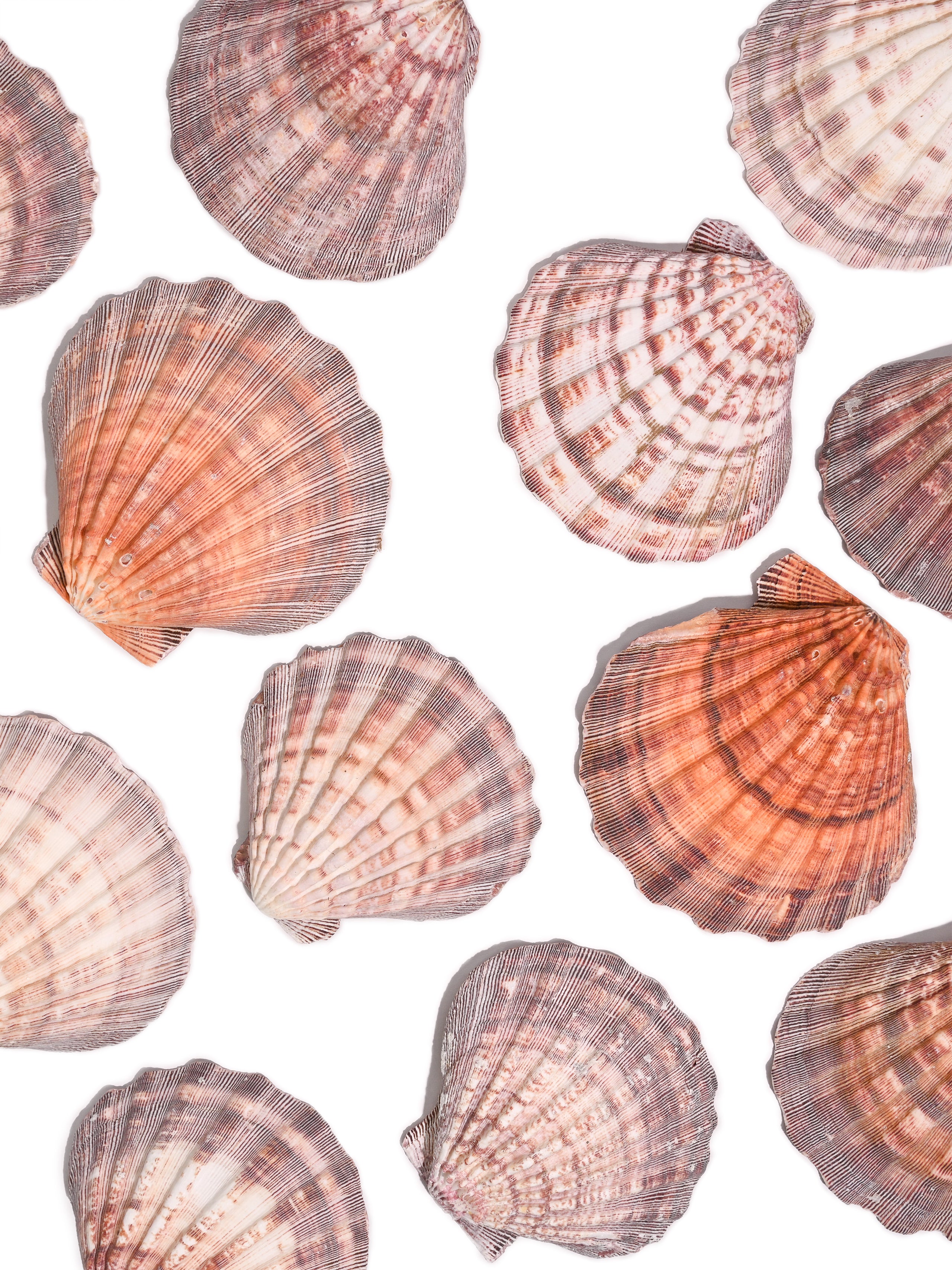 Lion's Paw Shell Smudge Bowl | ib01 | Shamans Market