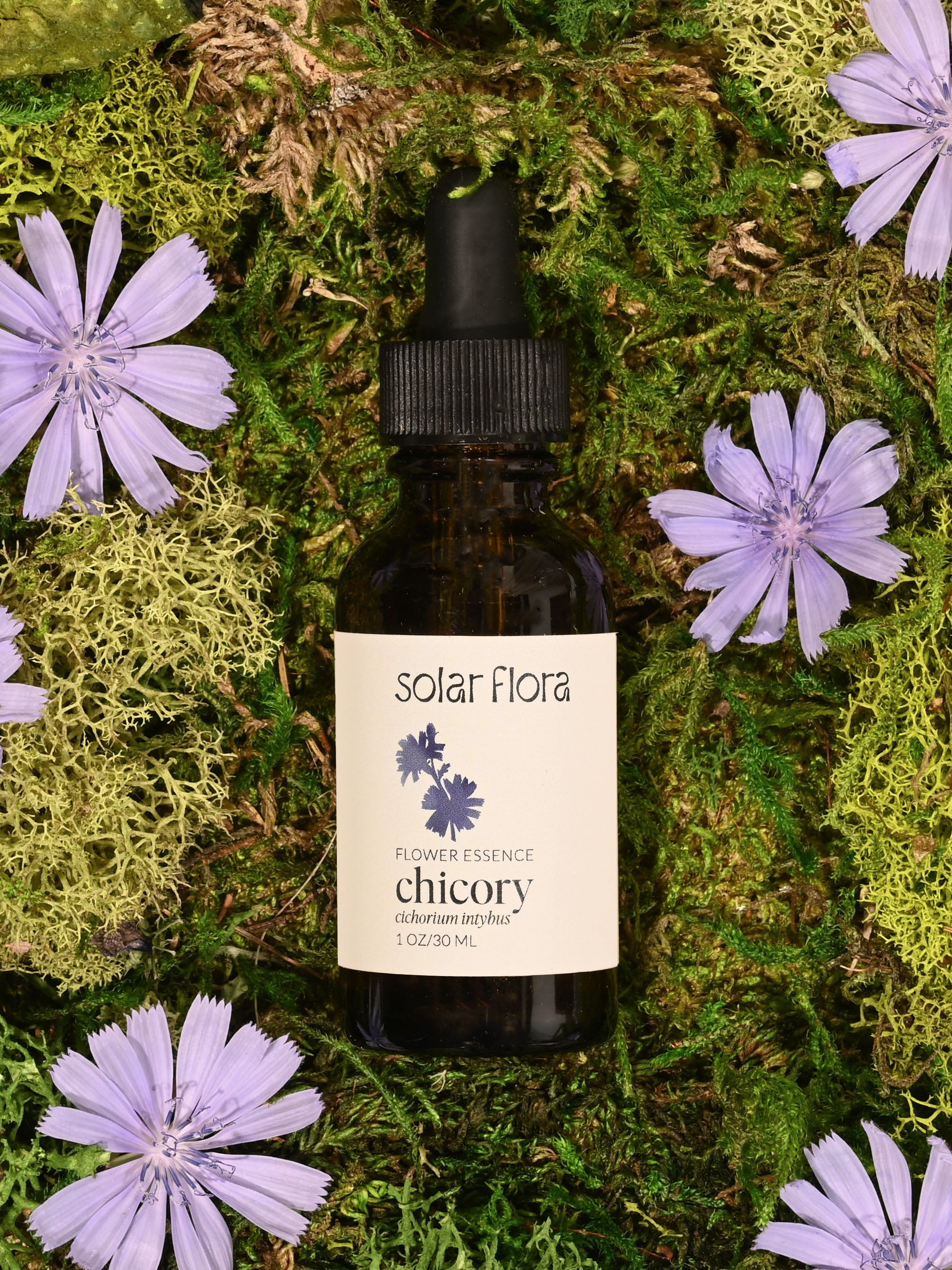 Flower Essence: Chicory | sf16 | Shamans Market