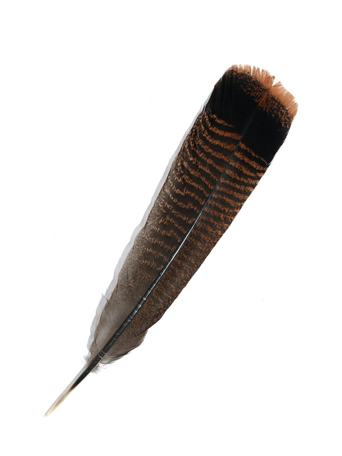 Feather - Turkey Tail | si0195 | Shamans Market