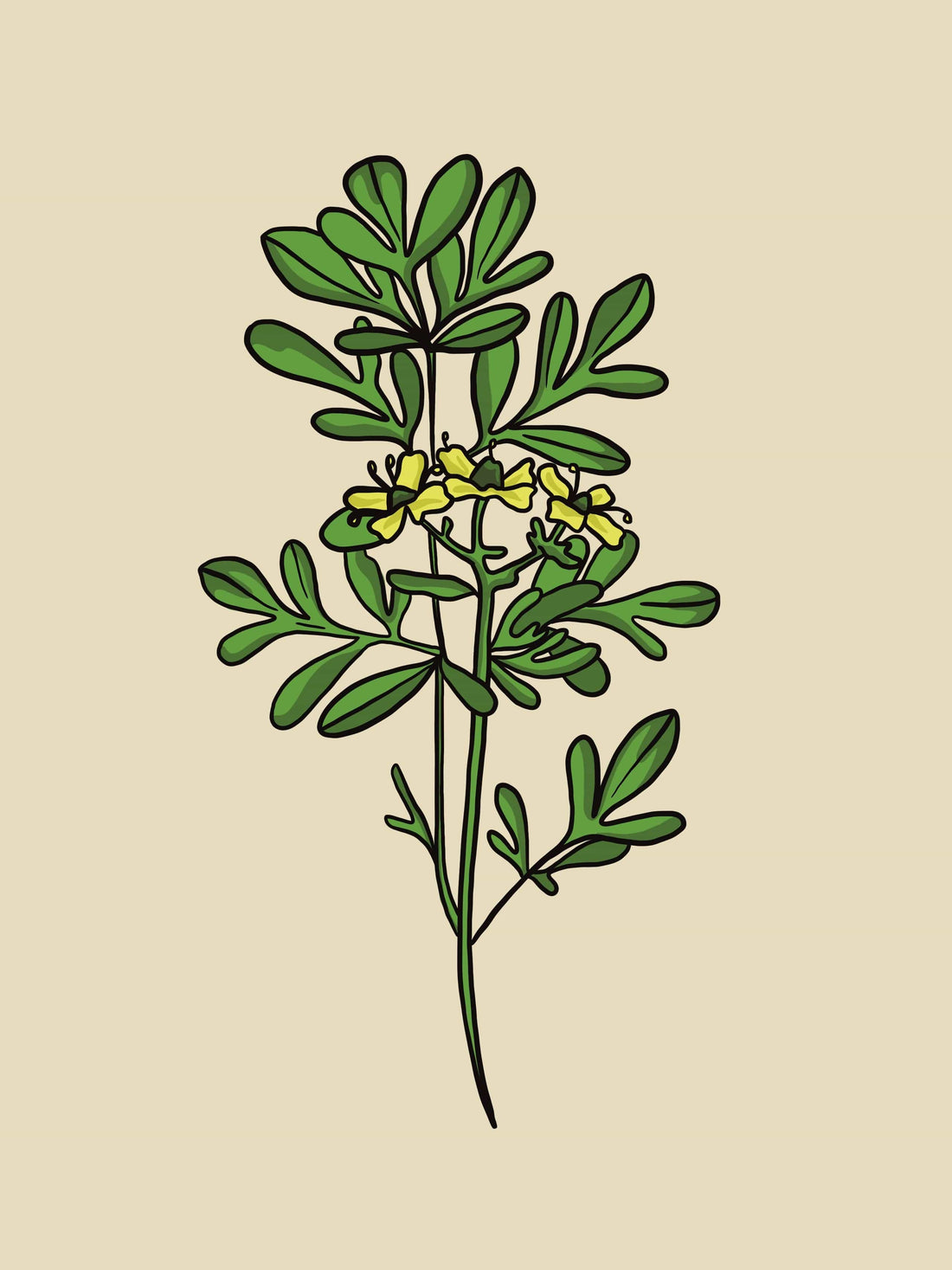 Ruda (Rue) Essential Oil - 15 ml | eo-03 | Shamans Market