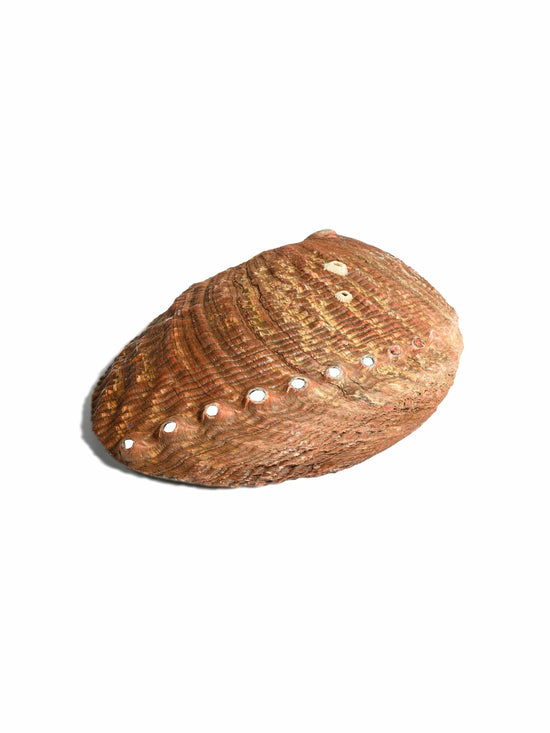Abalone Shell | AS02-reg | Medium | Shamans Market