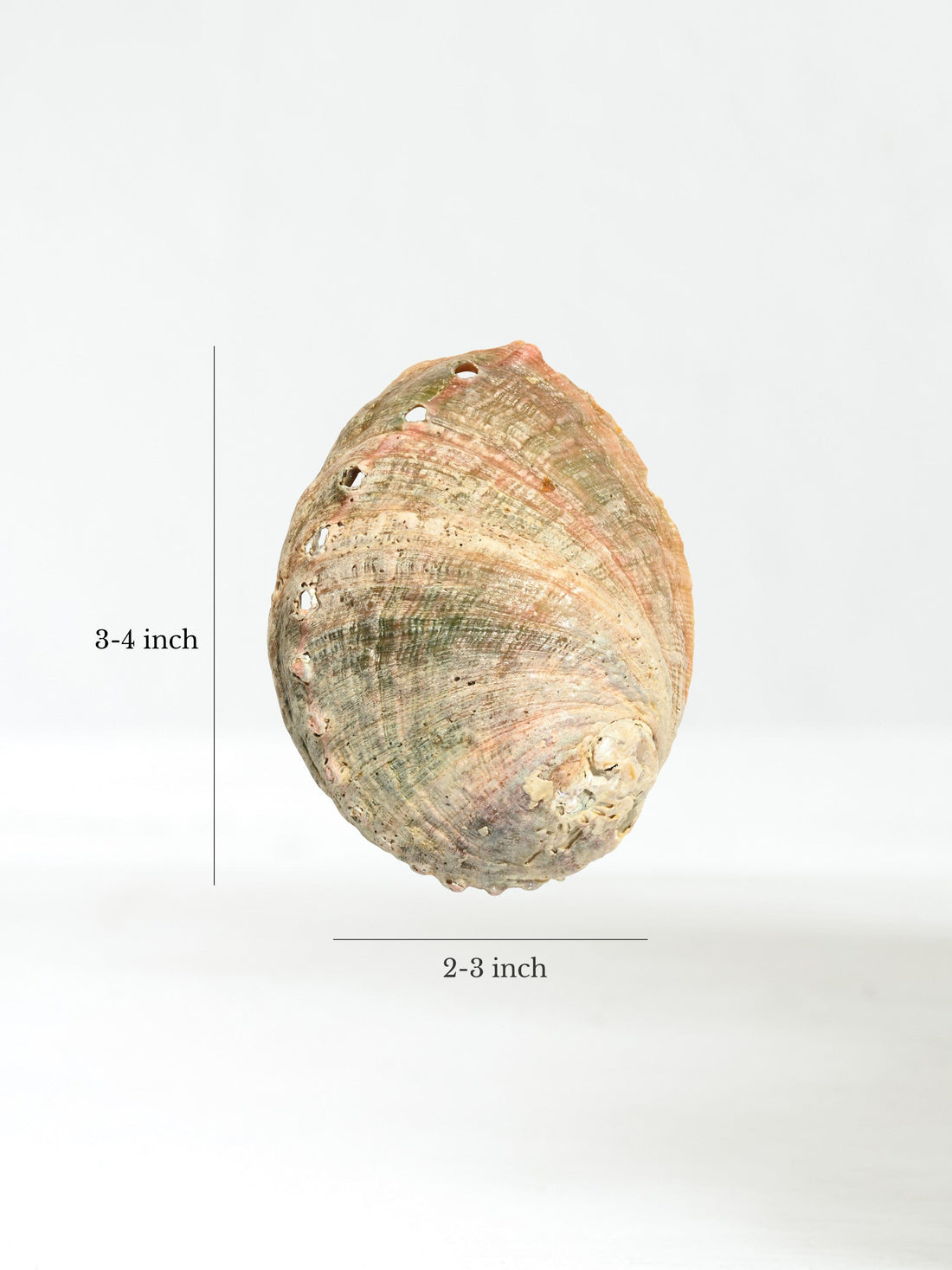 Abalone Shell | AS02-small | Shamans Market