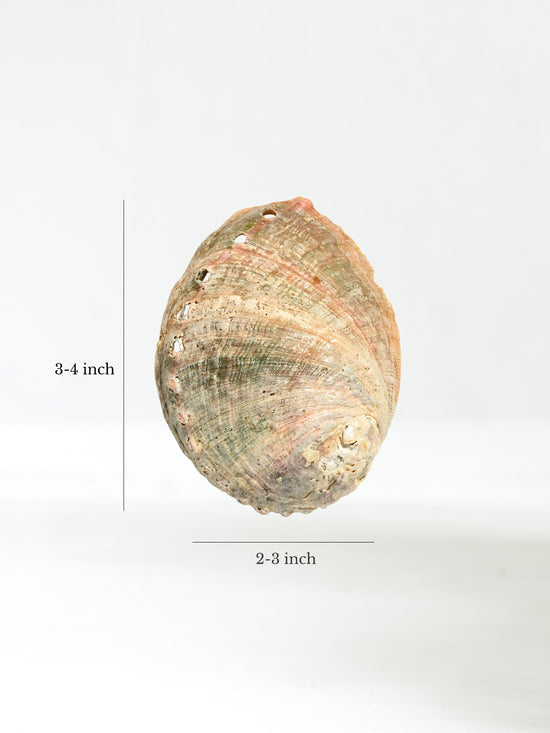Abalone Shell | AS02-small | Shamans Market