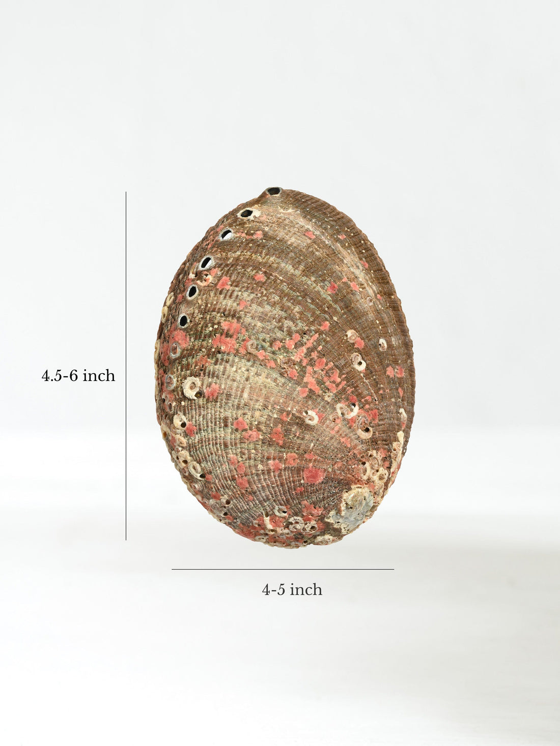 Abalone Shell | AS02-reg | Shamans Market