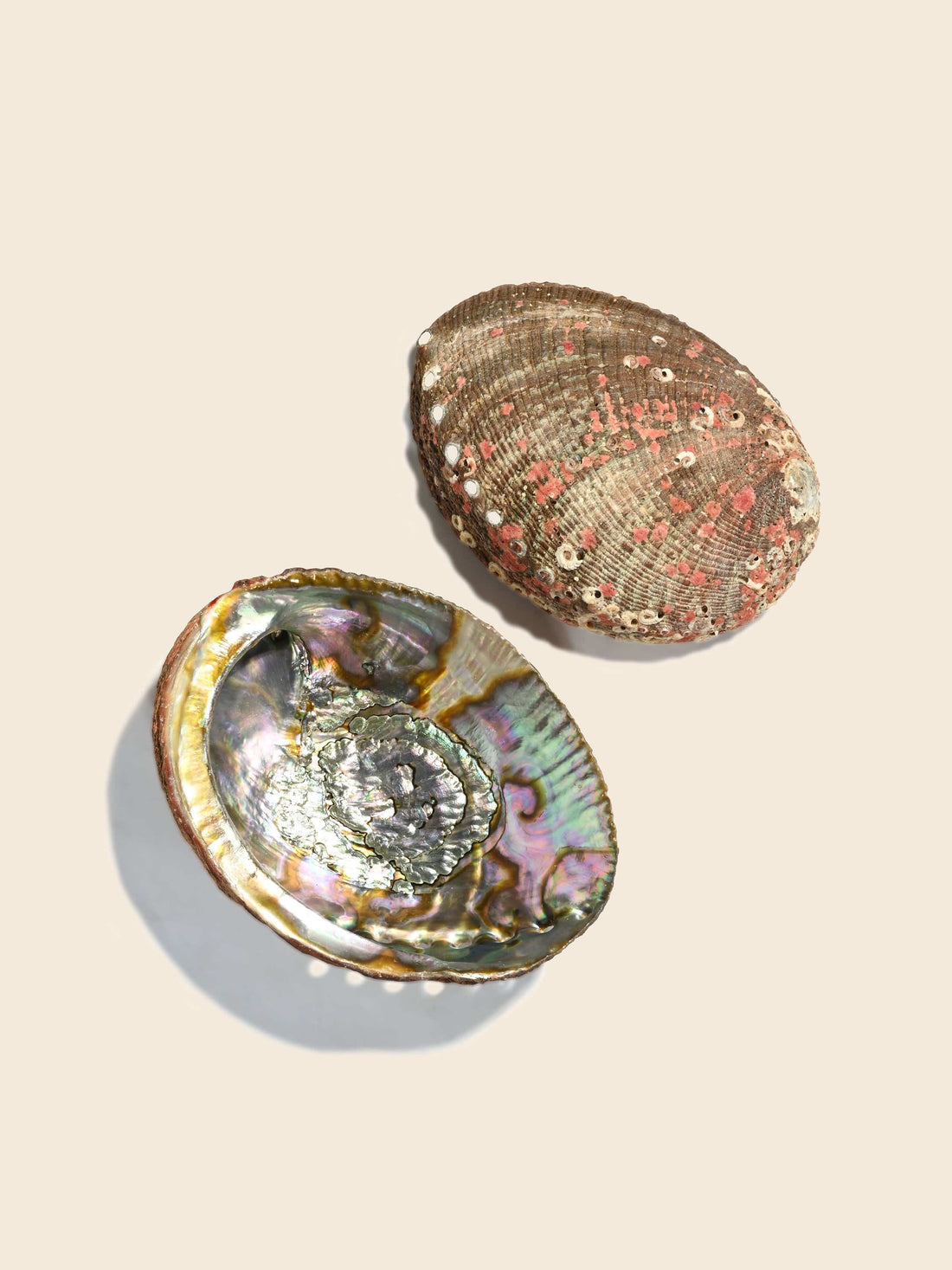 Abalone Shell | AS02-reg | Medium | Shamans Market